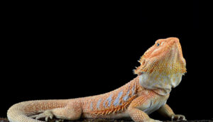 15 Types of Bearded Dragon Morphs, Colors & Species (With Pictures ...